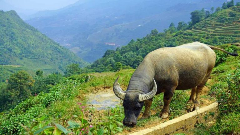 Top 10 Best Places To Visit In Sapa| Top 10 Attractions In Sapa