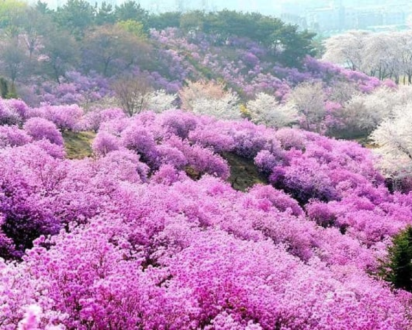 What Is The Best Time To Visit Sapa Vietnam? (4 BEST TIMES)