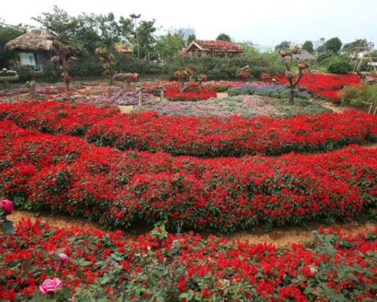 What Is The Best Time To Visit Sapa Vietnam? (4 BEST TIMES)