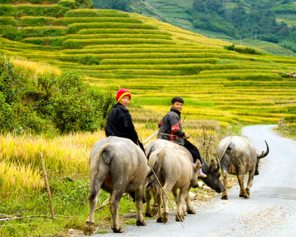 Best Views Of Sapa: A Guide To Discovering The Most Stunning Scenery In ...