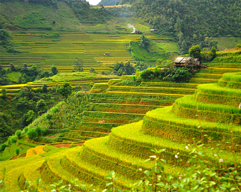 Why Do People Visit Sapa This Summer? Discover The Charm Of Sapa