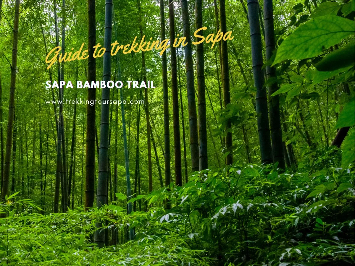 Planning Your Visit: The Best Time To See Sapa's Cherry Blossoms